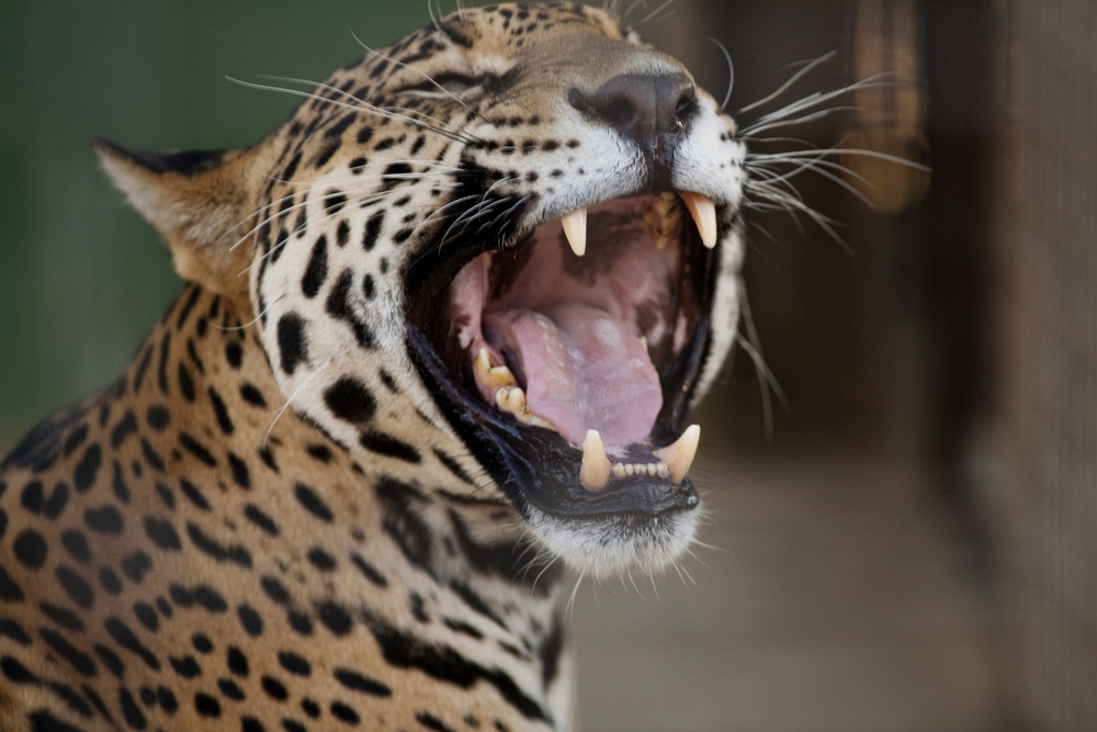 Spotlight: Big Cats - KIDS DISCOVER