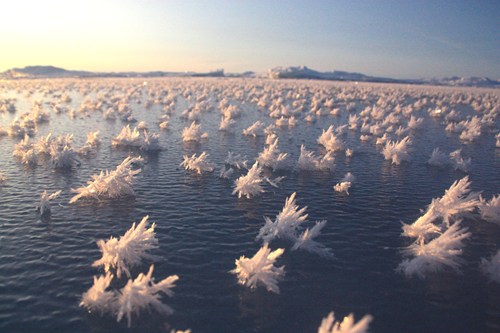 Frost Flowers: A Supercool Ocean Phenomenon - Kids Discover